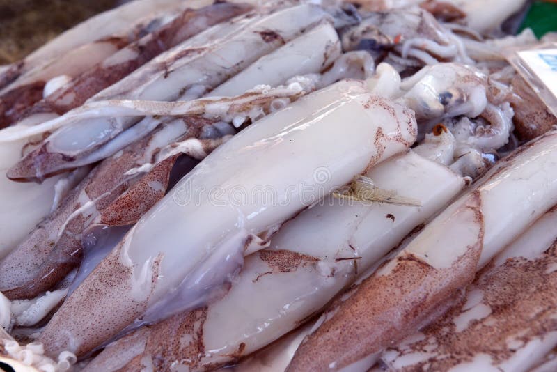 Fresh Squid stock image. Image of marine, fish, food, close - 5510203