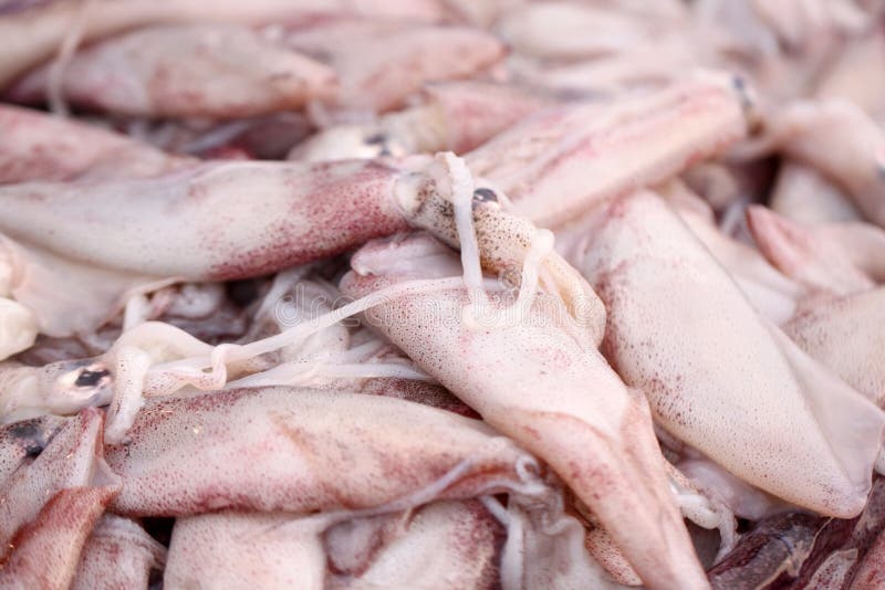 Fresh Squid at Seafood Market. Stock Image - Image of kitchen, macro ...