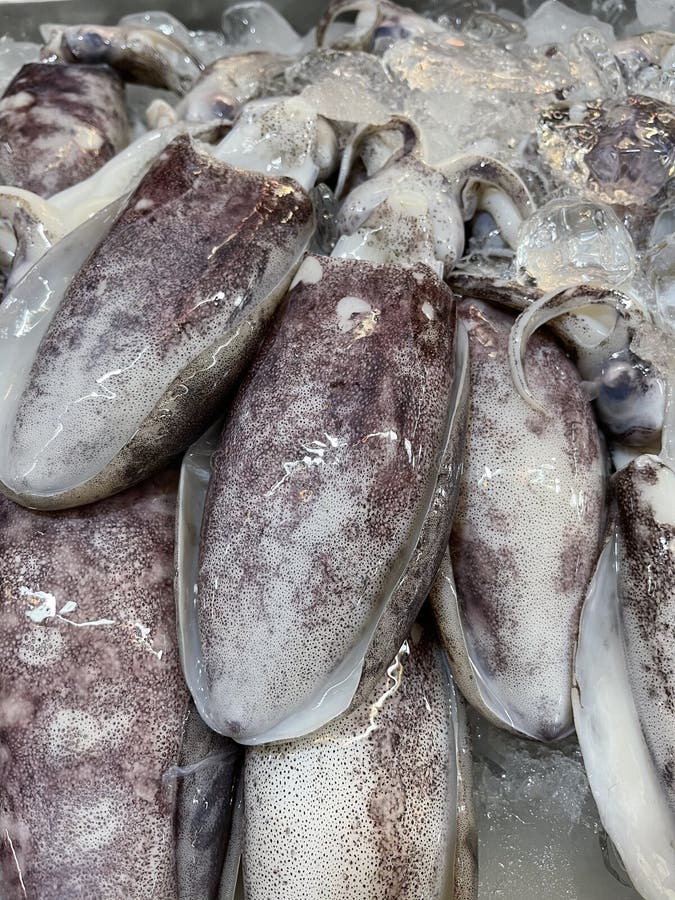 Fresh Squid Soaked in Ice at the Fresh Market in the Morning. Stock ...