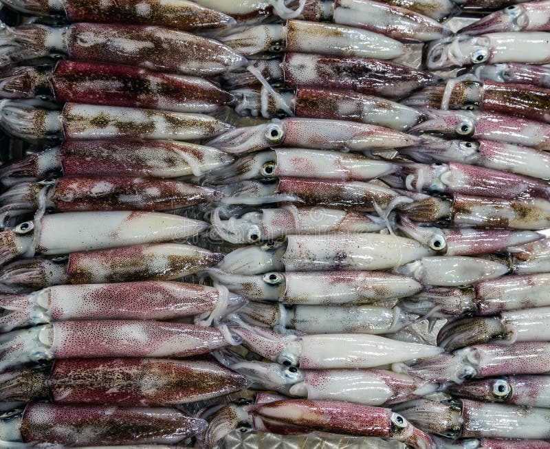 Fresh Squid Top view stock image. Image of reef, healthy - 200653557