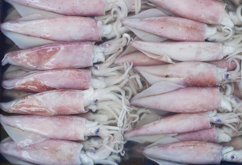Fresh Squid in Tray at Seafood Market Stock Image - Image of animal ...