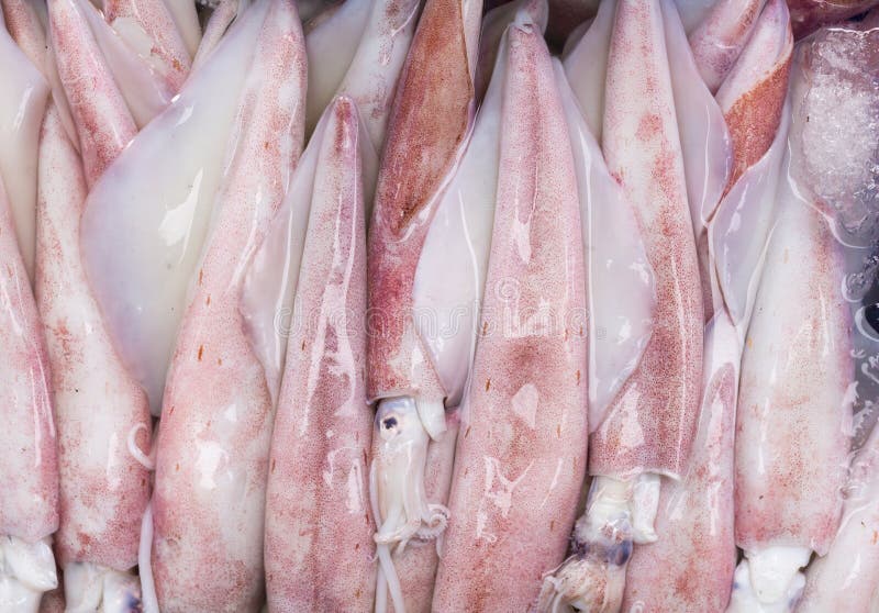 Fresh squid. stock image. Image of animal, freshness - 48877819
