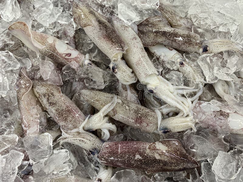 Fresh Squids Covered with Ice Cube. Seafood Concept. Stock Image ...