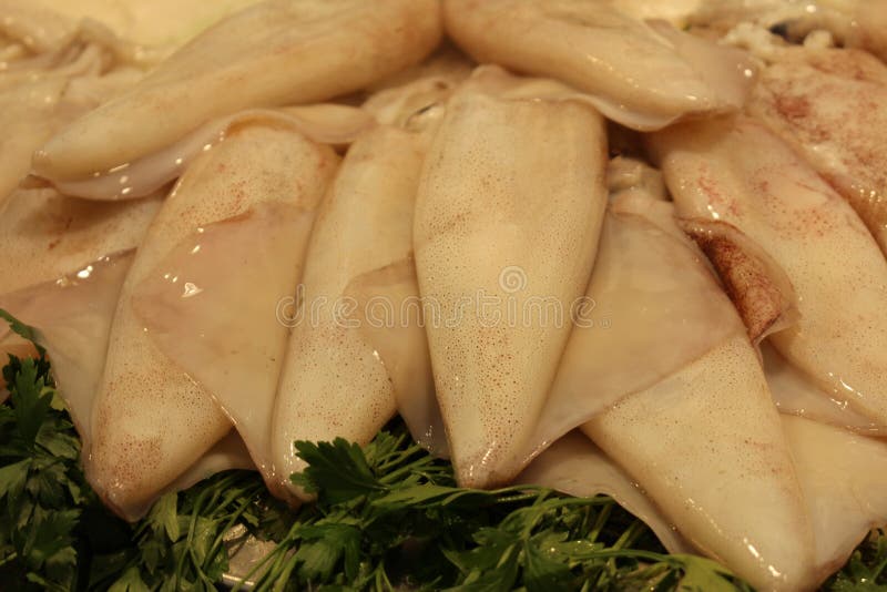 Fresh squids stock photo. Image of drink, gourmet, calamari - 263070616
