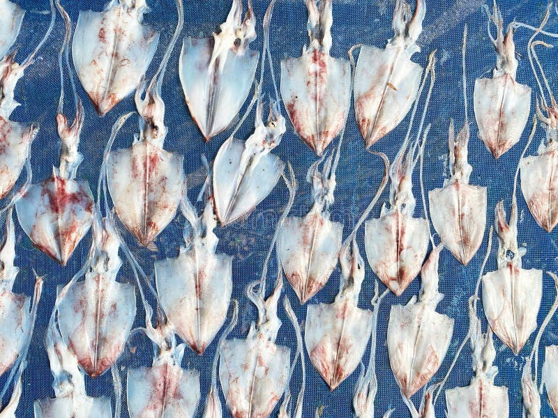 Fresh Squids on the Gridiron, Traditional Squids Drying in the Sunlight ...