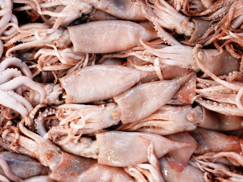 Fresh Squids at the Local Market Stock Photo - Image of kitchen, close ...