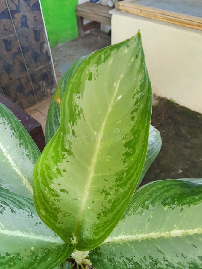 Fresh Sri Fortune Plant Leaves Stock Image - Image of green, leaves ...