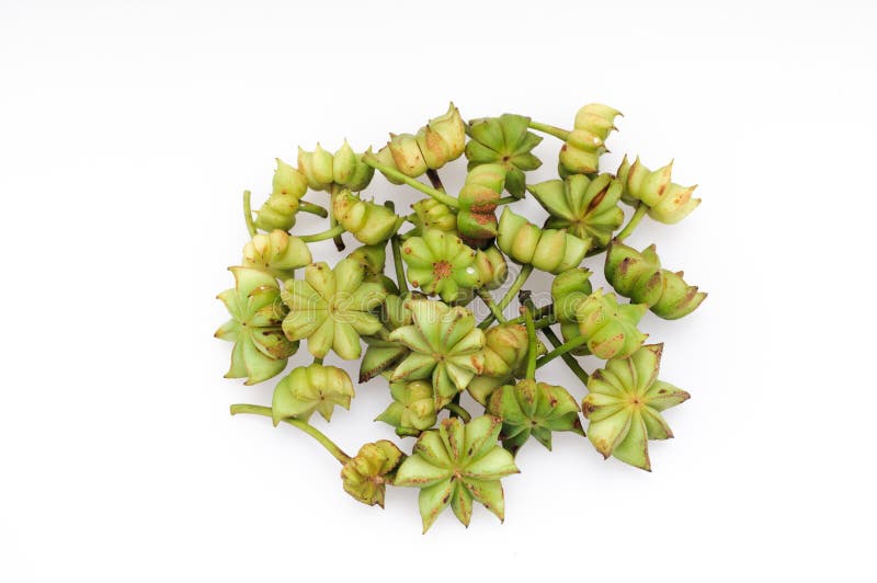 Fresh star anise stock photo. Image of aniseed, liquorice - 36761090