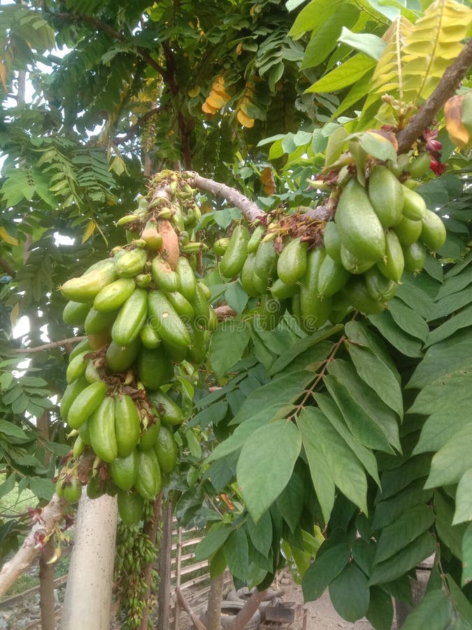 Freshstar Stock Photos - Free & Royalty-Free Stock Photos from Dreamstime