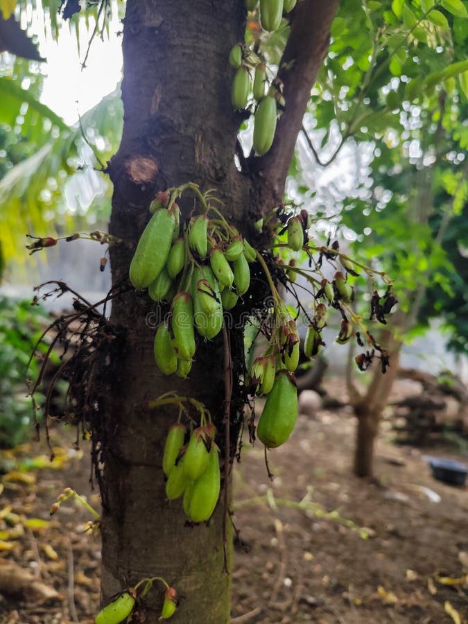 Fresh Star Fruit in Clusters on the Tree. Stock Photo - Image of growth ...