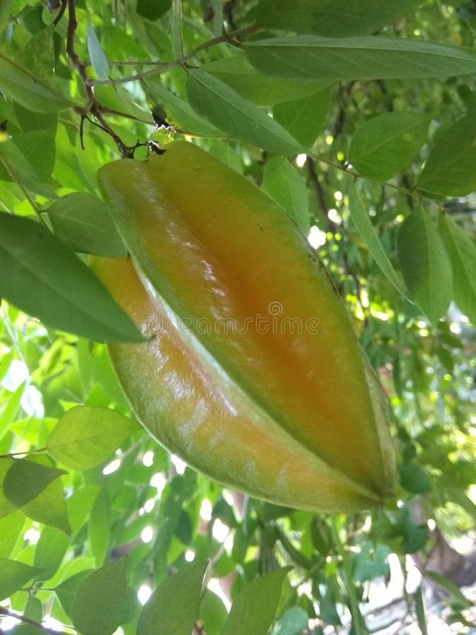 Fresh star fruit in garden stock photo. Image of fresh - 222717652