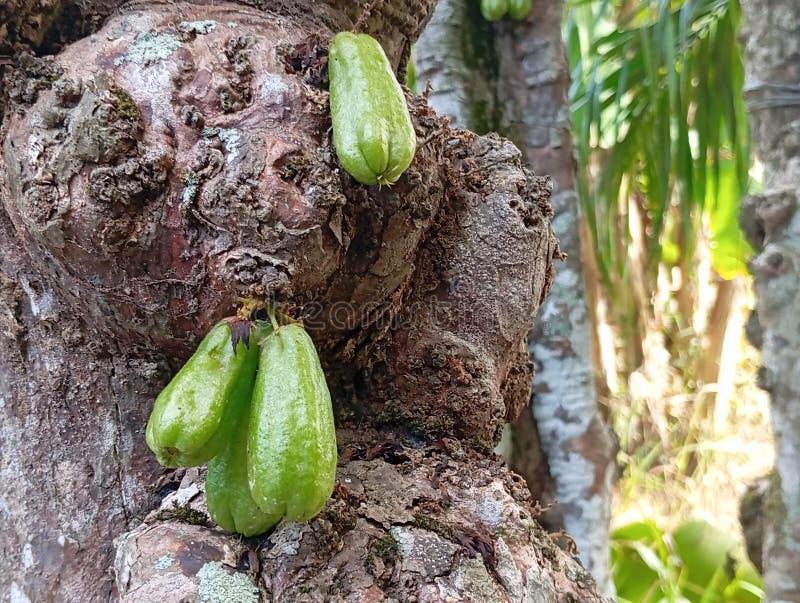 Fresh Star Fruit that Grows on the Trunk of the Tree is Used As a ...