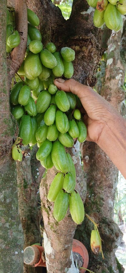 Fresh Star Fruit in Tropical Areas Stock Photo - Image of star, fruit ...