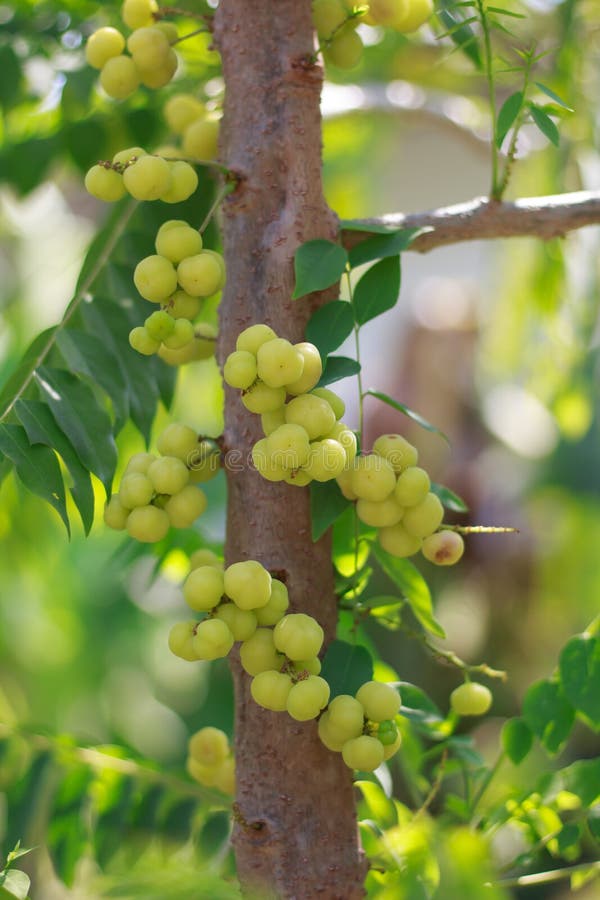 Fresh Star Gooseberry on Tree Stock Photo - Image of sour, healthy ...