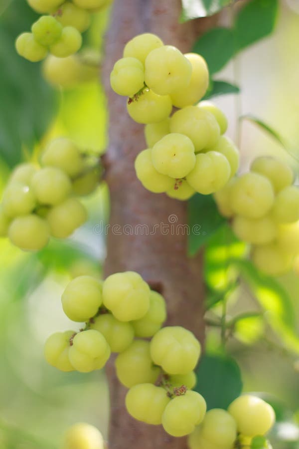 Fresh Star Gooseberry on Tree Stock Image - Image of freshness ...
