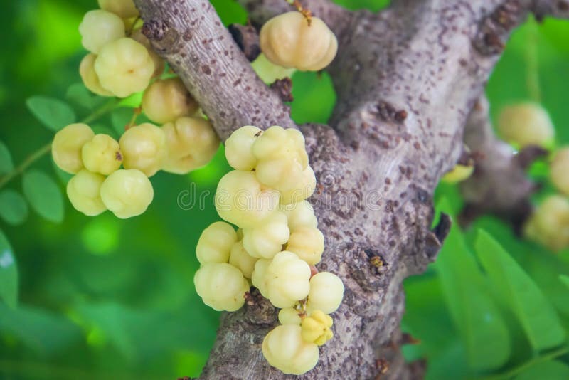 Fresh Star Gooseberry on the Tree in Summer Stock Photo - Image of ...