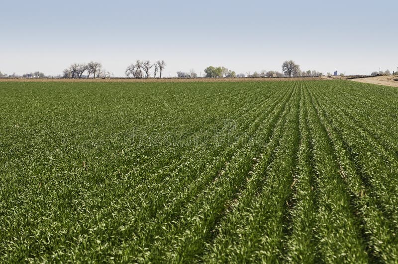Fresh Start for the Year stock photo. Image of soil, farmland - 14361204
