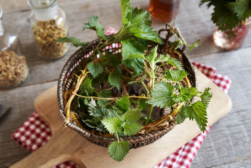 Fresh Stinging Nettle Herb with Root Indoors Stock Photo - Image of ...