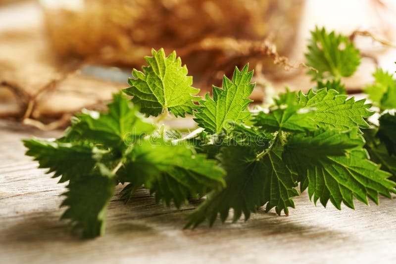 Fresh Stinging Nettle Leaves with a Jar of Nettle Root Tincture in the ...