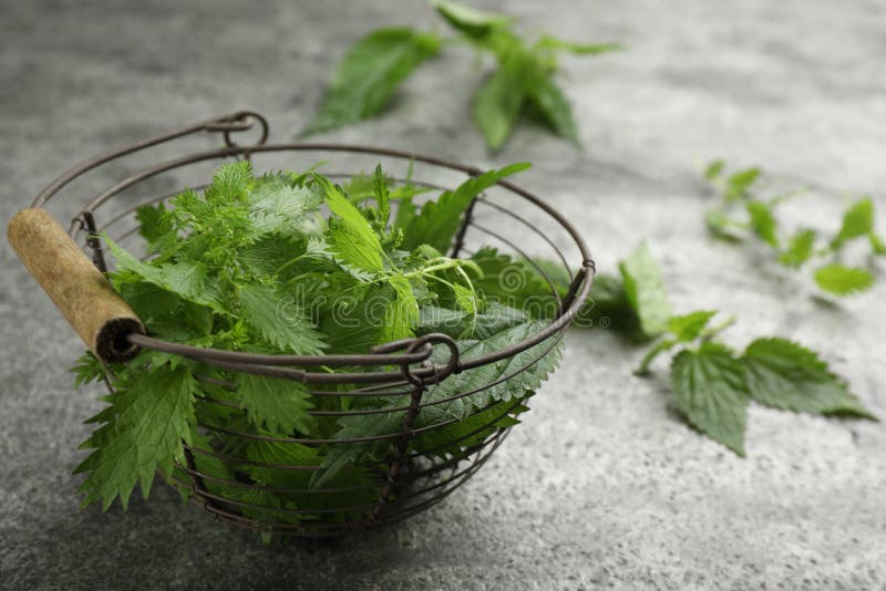Fresh Stinging Nettle Leaves in Metal Basket on Grey Table, Closeup ...