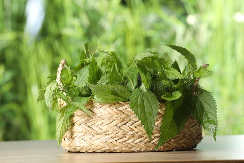 Fresh Stinging Nettle Leaves in Wicker Basket Outdoors Stock Photo ...