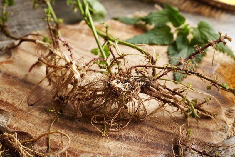 Fresh Stinging Nettle Root and Rhizome - Ingredient for Herbal Tincture ...