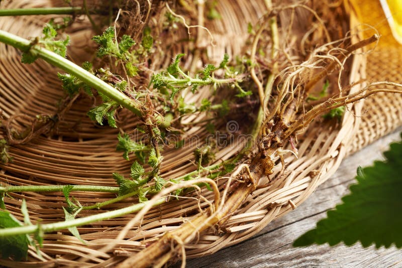 Fresh Stinging Nettle Root and Rhizome on a Table. Wild Edible Plant ...