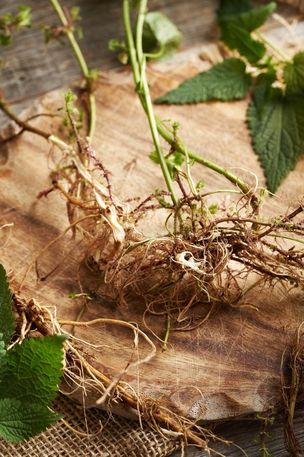 Fresh Stinging Nettle Root and Rhizome. Wild Medicinal Plant Stock ...