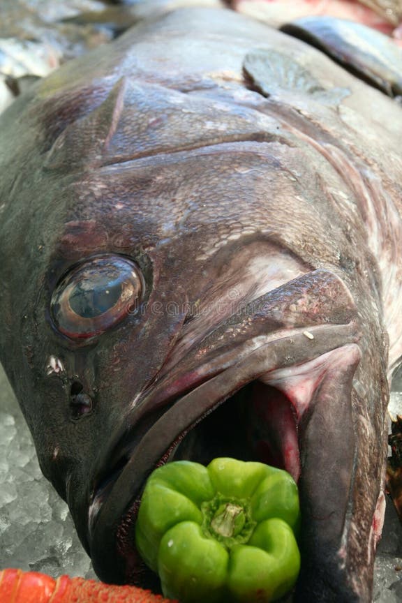 Fresh Stone Bass Fish stock image. Image of mouth, cuisine - 1153615