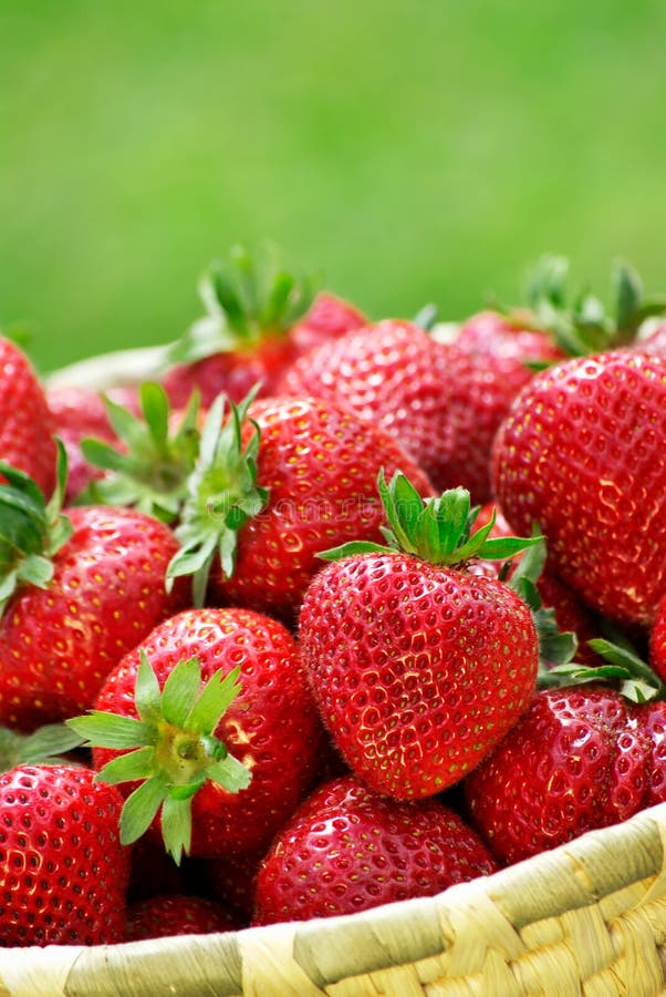 Fresh strawberries stock image. Image of fresh, succulent - 16450529