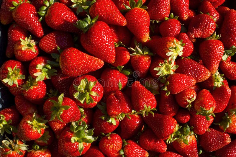Fresh strawberries stock image. Image of fresh, succulent - 16450529