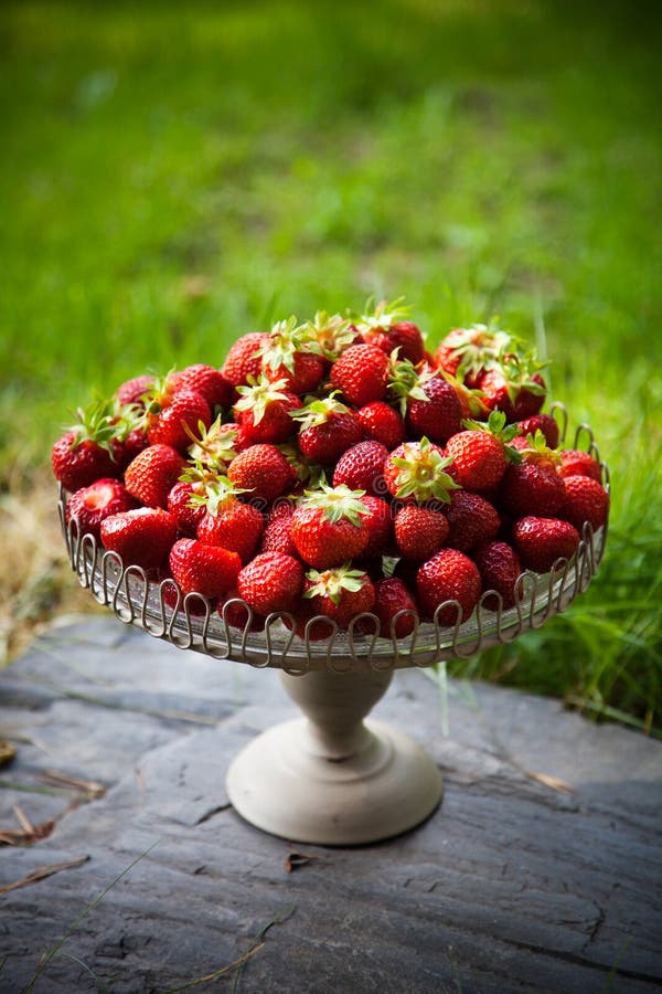 Fresh strawberries stock photo. Image of leaf, food, garden - 25931162