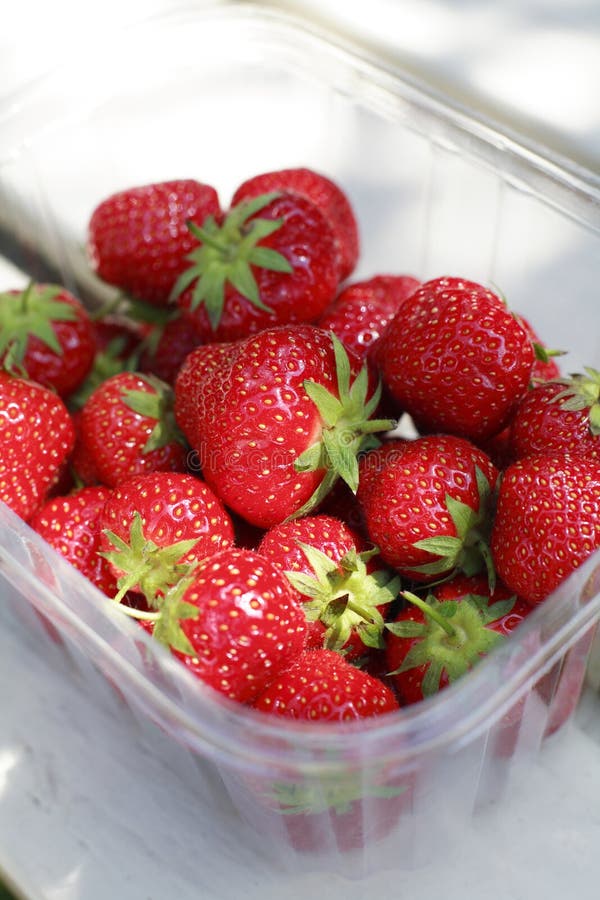 Fresh strawberries stock image. Image of natural, fruit - 2671159