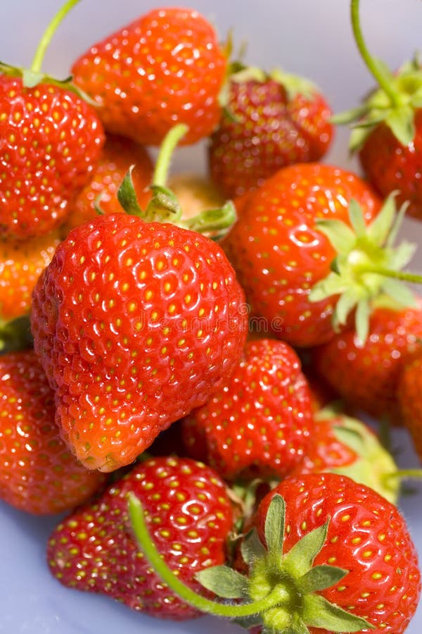 Proud strawberry picker stock image. Image of green, food - 2671943