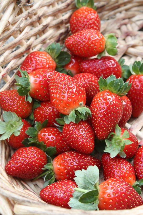 Freshly Picked Strawberries Free Stock Photos & Pictures, Freshly ...