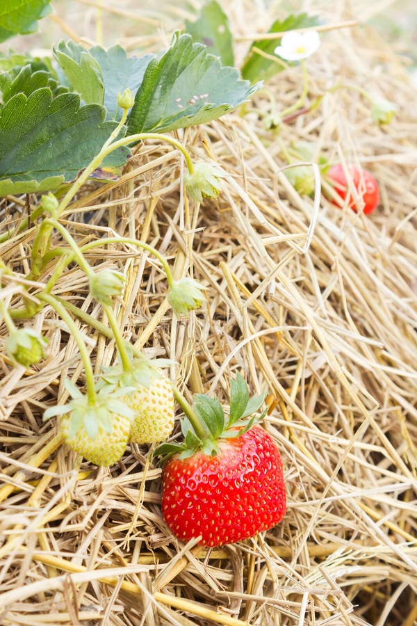 Closeup Of Fresh Red Strawberries Growing On The Vine Stock Photo ...