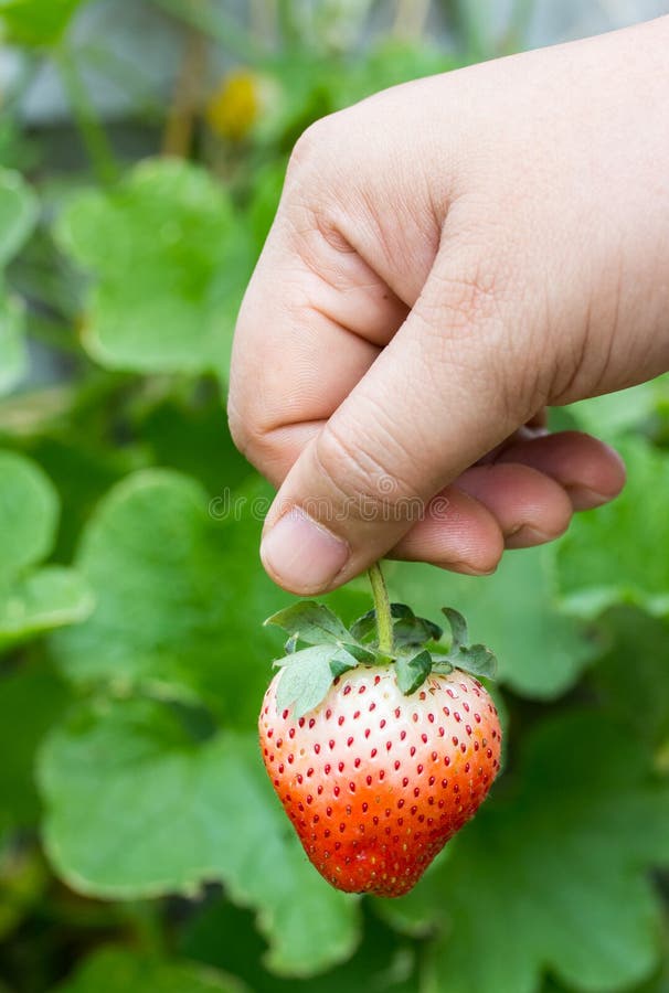 Fresh strawberries in hand stock photo. Image of dessert - 66715112