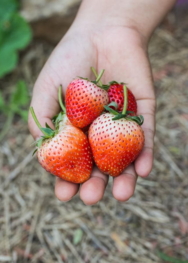 Fresh strawberries in hand stock photo. Image of fruity - 66715338