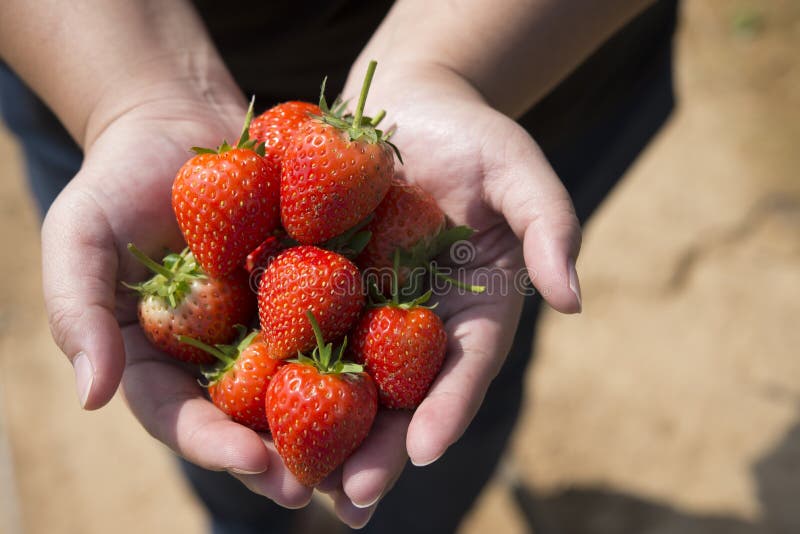 Fresh Strawberries in Human Hand Stock Image - Image of holding ...