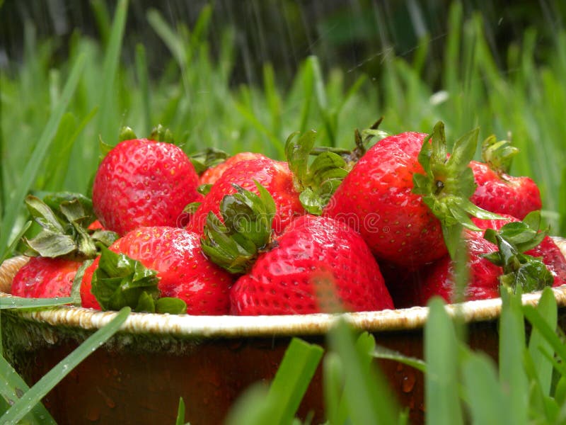 Fresh strawberries in rain stock photo. Image of health - 9918178