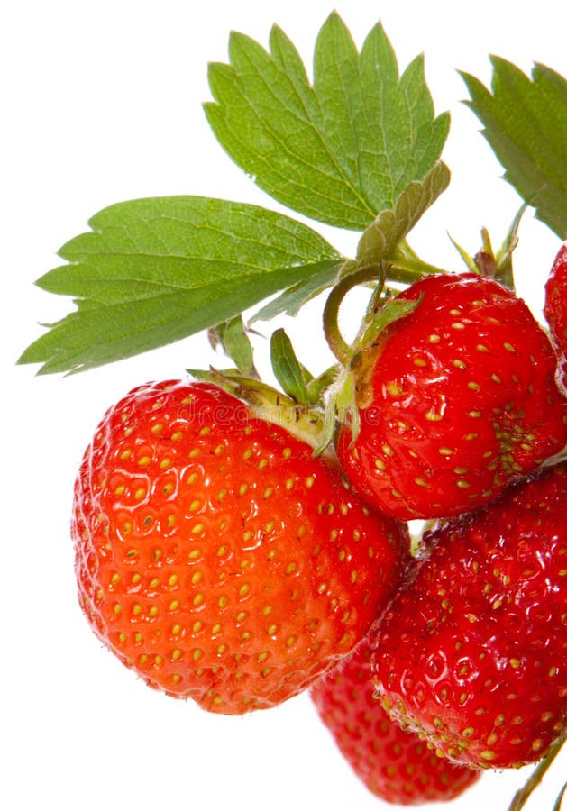 Fresh strawberries . stock image. Image of juicy, strawberries - 42073515
