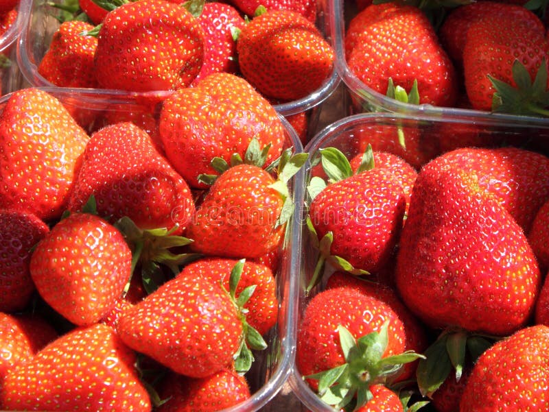 Fresh strawberries stock image. Image of fresh, nutrition - 73810089