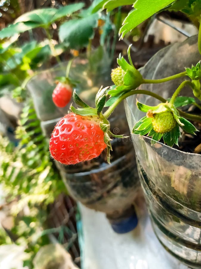Fresh Strawberries. Strawberry Trees Grown in Hanging Pots Stock Photo ...
