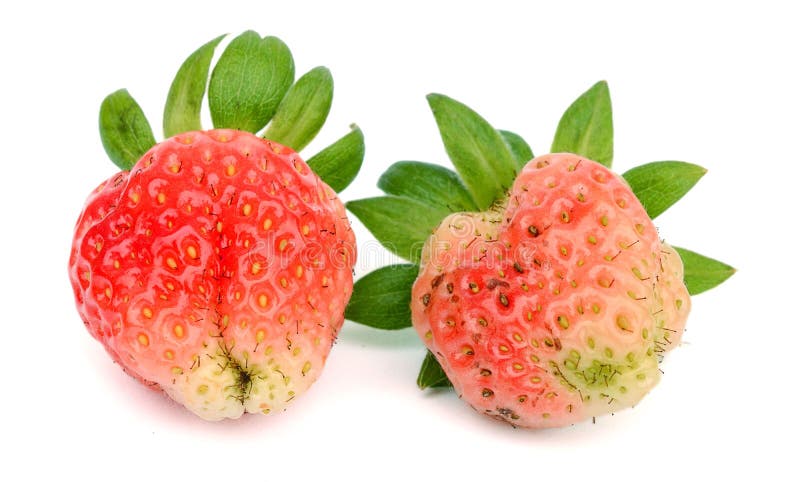 Fresh Strawberries on a White Background Stock Photo - Image of vibrant ...