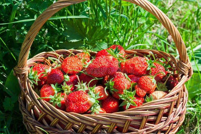 Diseases of Strawberry Leaves Parasites Stock Photo - Image of parasite ...