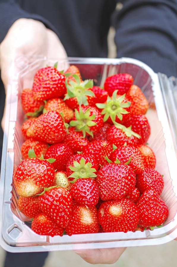 Fresh strawberry stock photo. Image of picking, gardening - 29410812