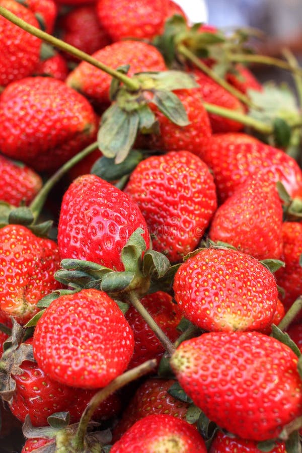 Fresh strawberry stock photo. Image of fruit, nature - 36512078