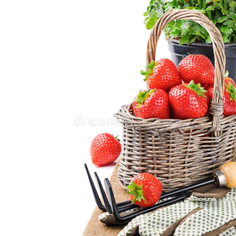 Fresh Strawberry in a Basket Stock Photo - Image of natural, cultivated ...