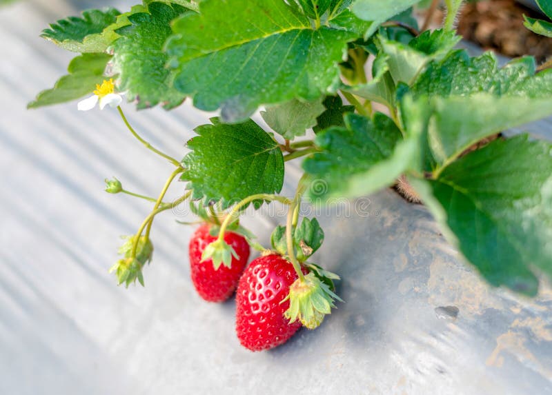 Fresh Strawberry in the Farm Stock Image - Image of ripe, health: 138212141