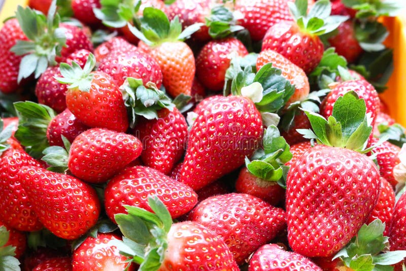 Fresh strawberry from farm stock photo. Image of growing - 76508596